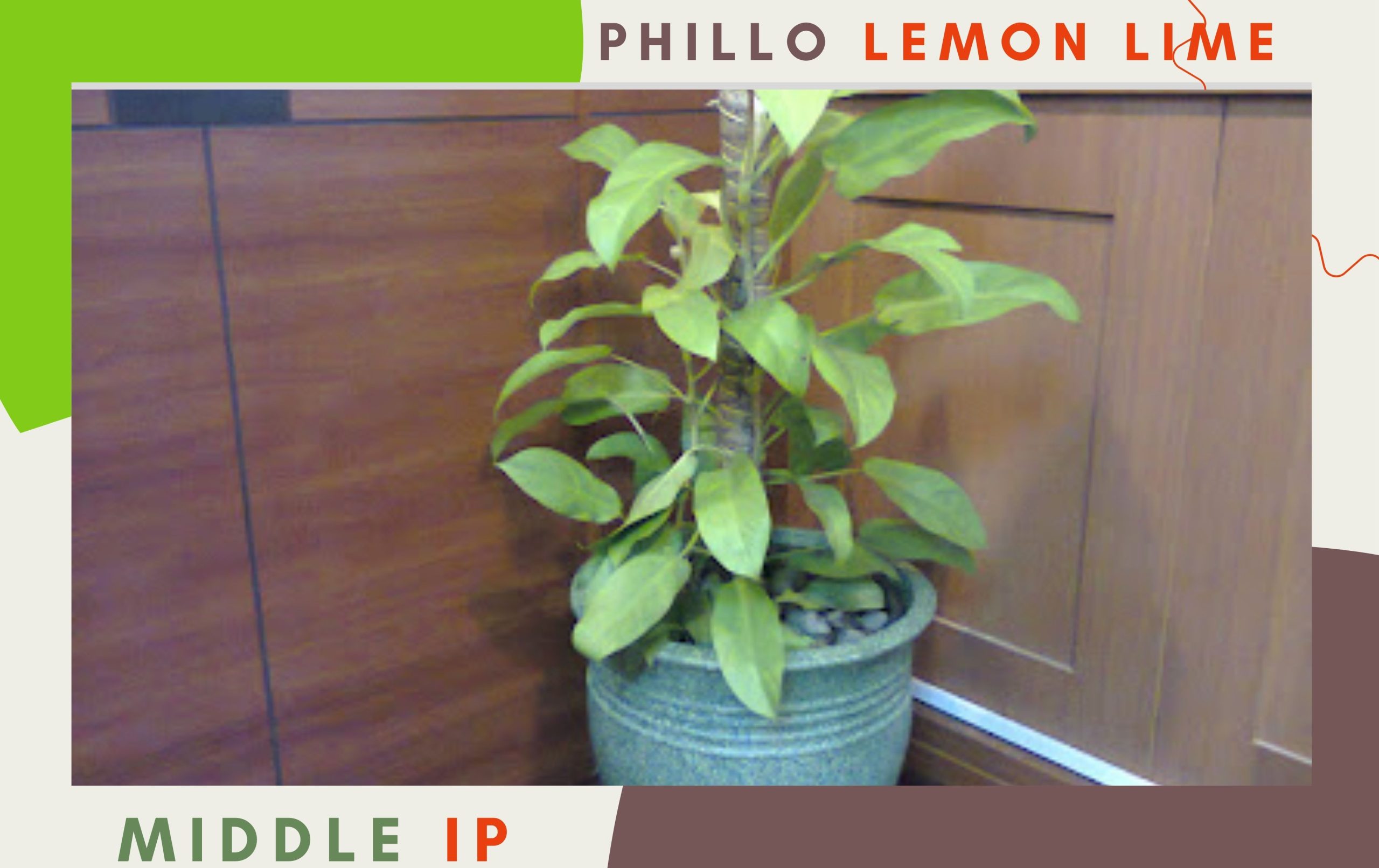 PHILLO LEMON LIME